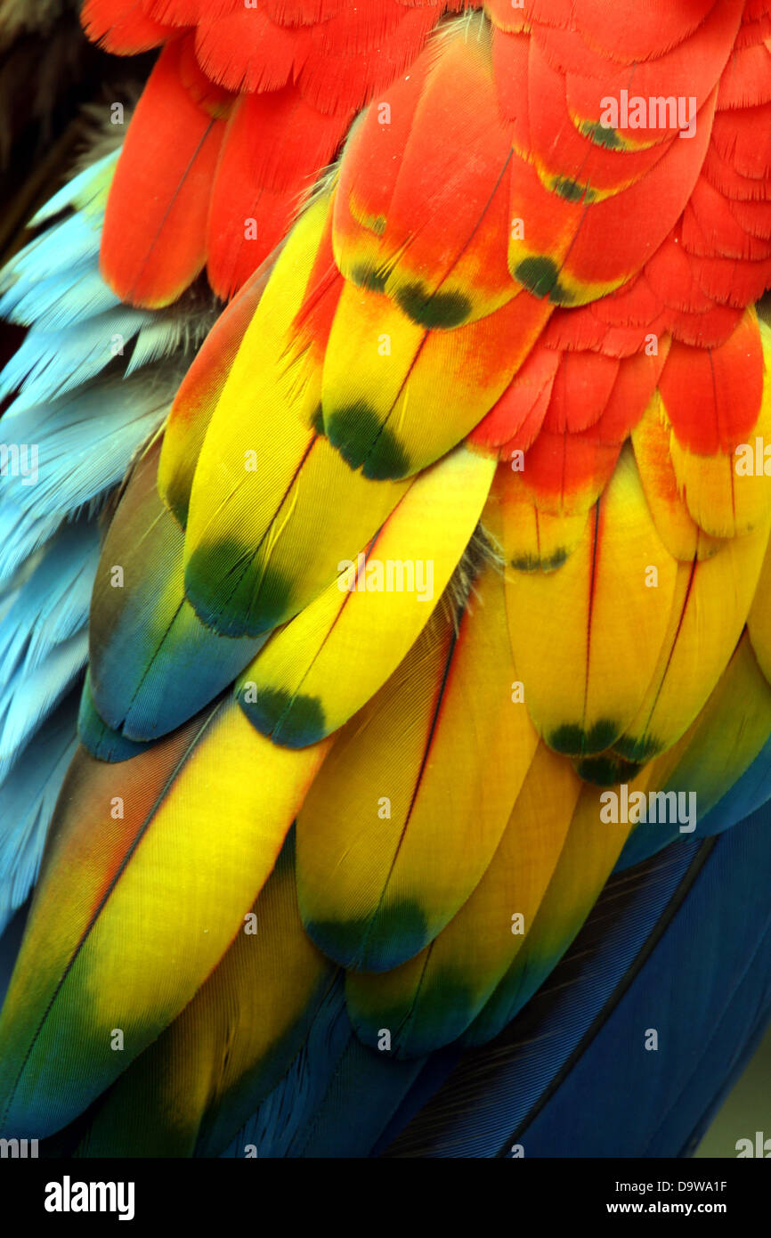 Parrot Feathers / plumage close up Stock Photo - Alamy