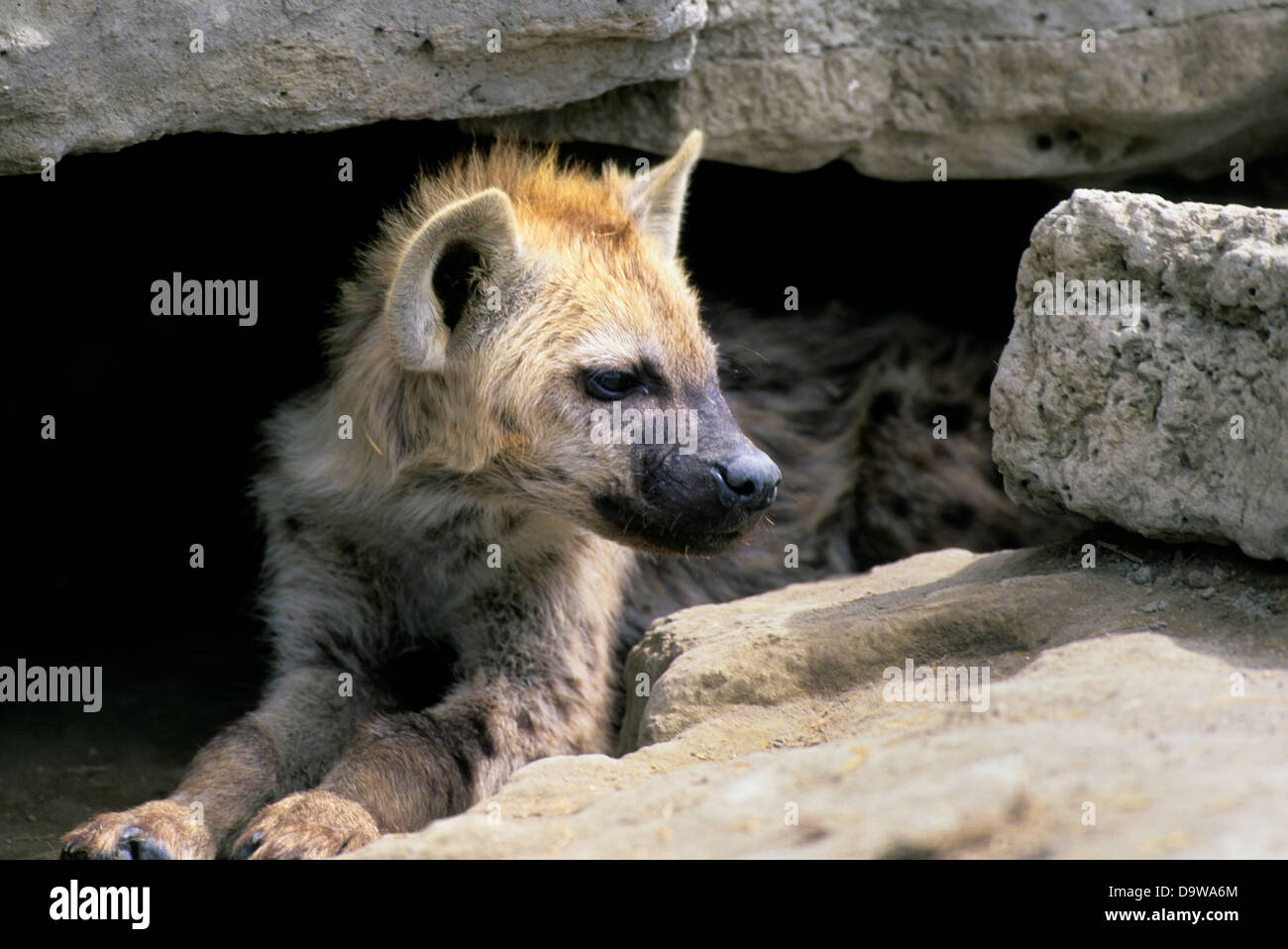Tanzania, Ngorongoro Crater, Spotted Hyaena (Hyena) Den, Young Stock ...