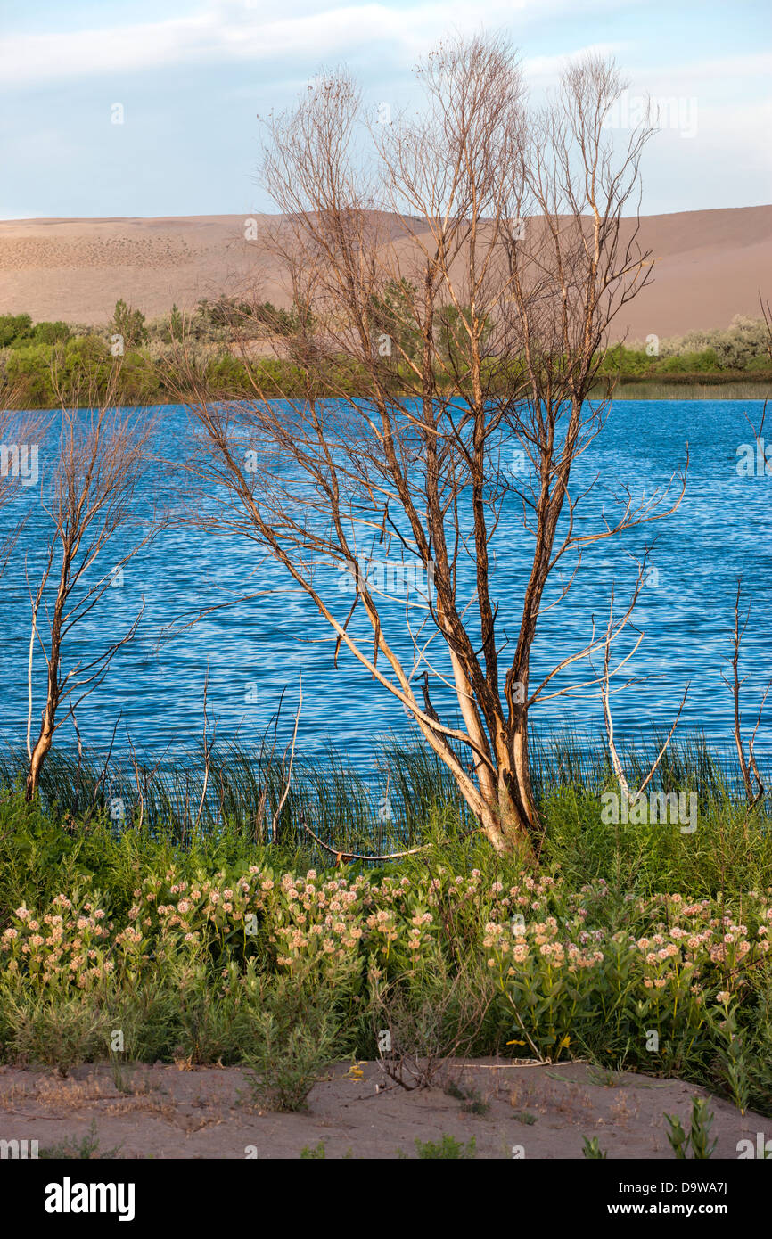Barren tree by the lake Stock Photo - Alamy