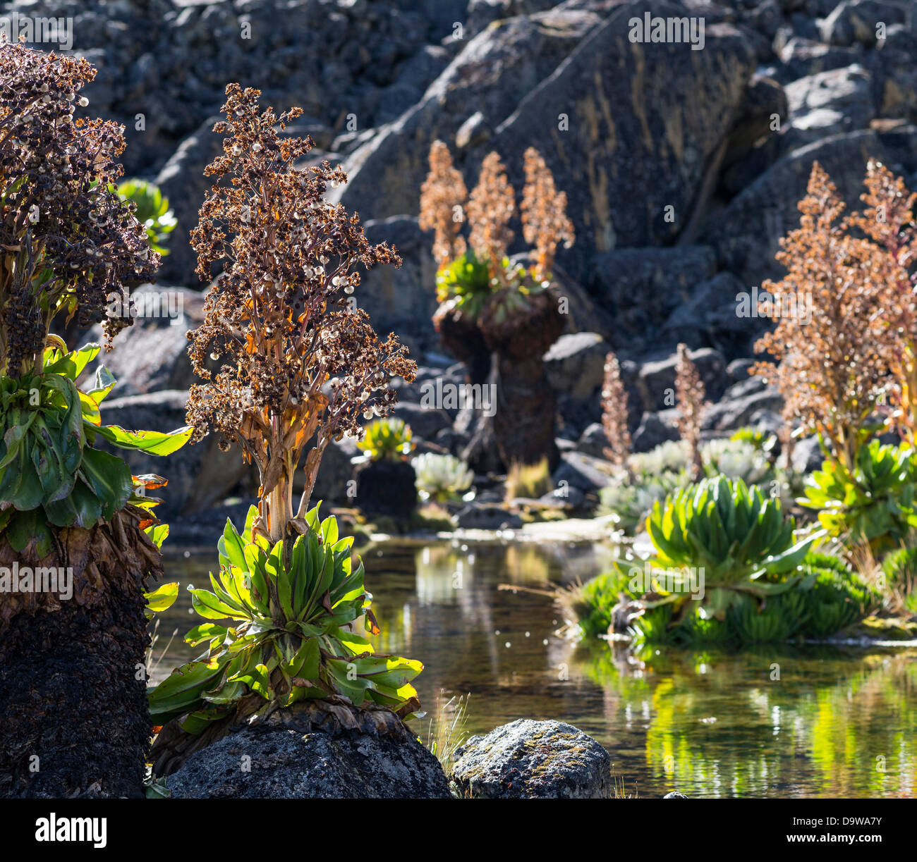 Kenya, Africa, Central Mount Kenya National Park. Giant Groundsel ...