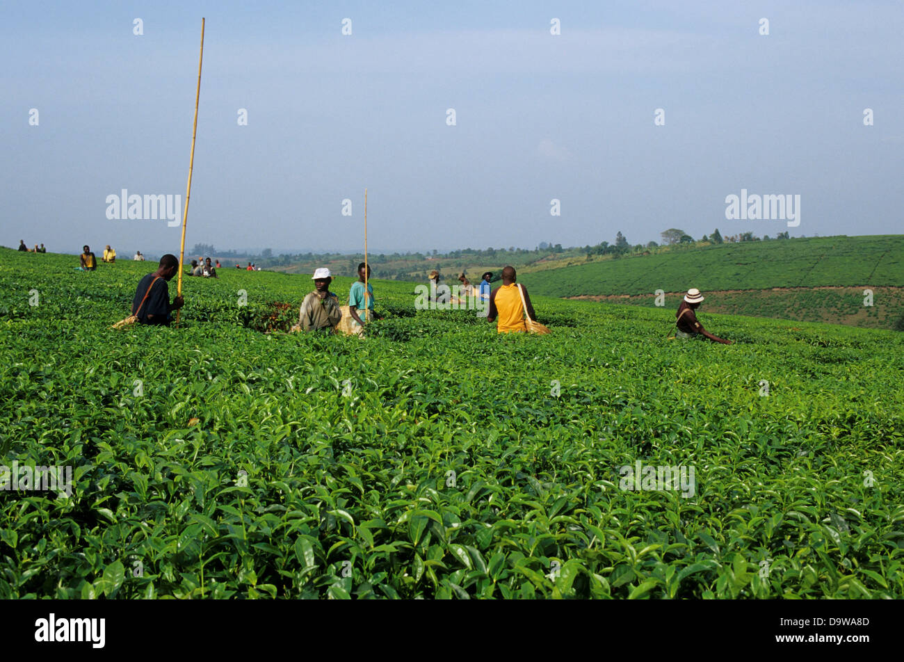 Tea plantation fort portal uganda hi-res stock photography and images ...