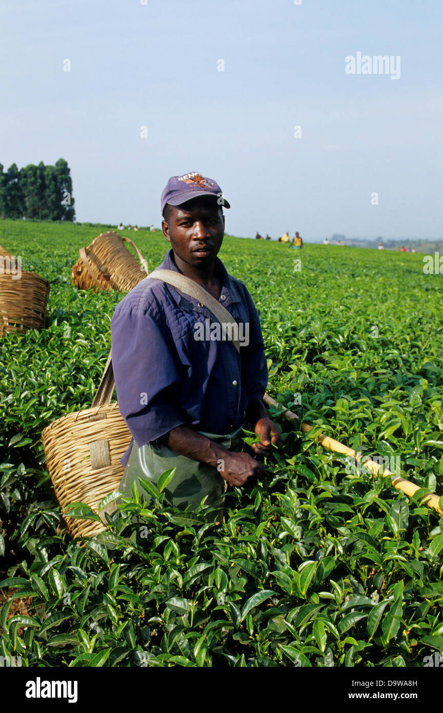 Uganda agriculture tea picking hi-res stock photography and images - Alamy