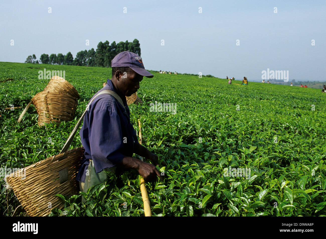 Uganda agriculture tea picking hi-res stock photography and images - Alamy