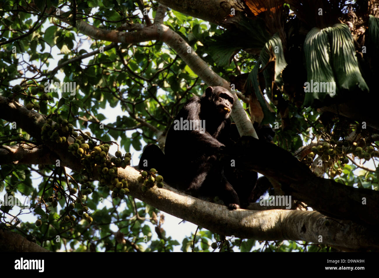 Uganda, Near Fort Portal, Kibale National Park, Fig Tree, Chimpanzee ...