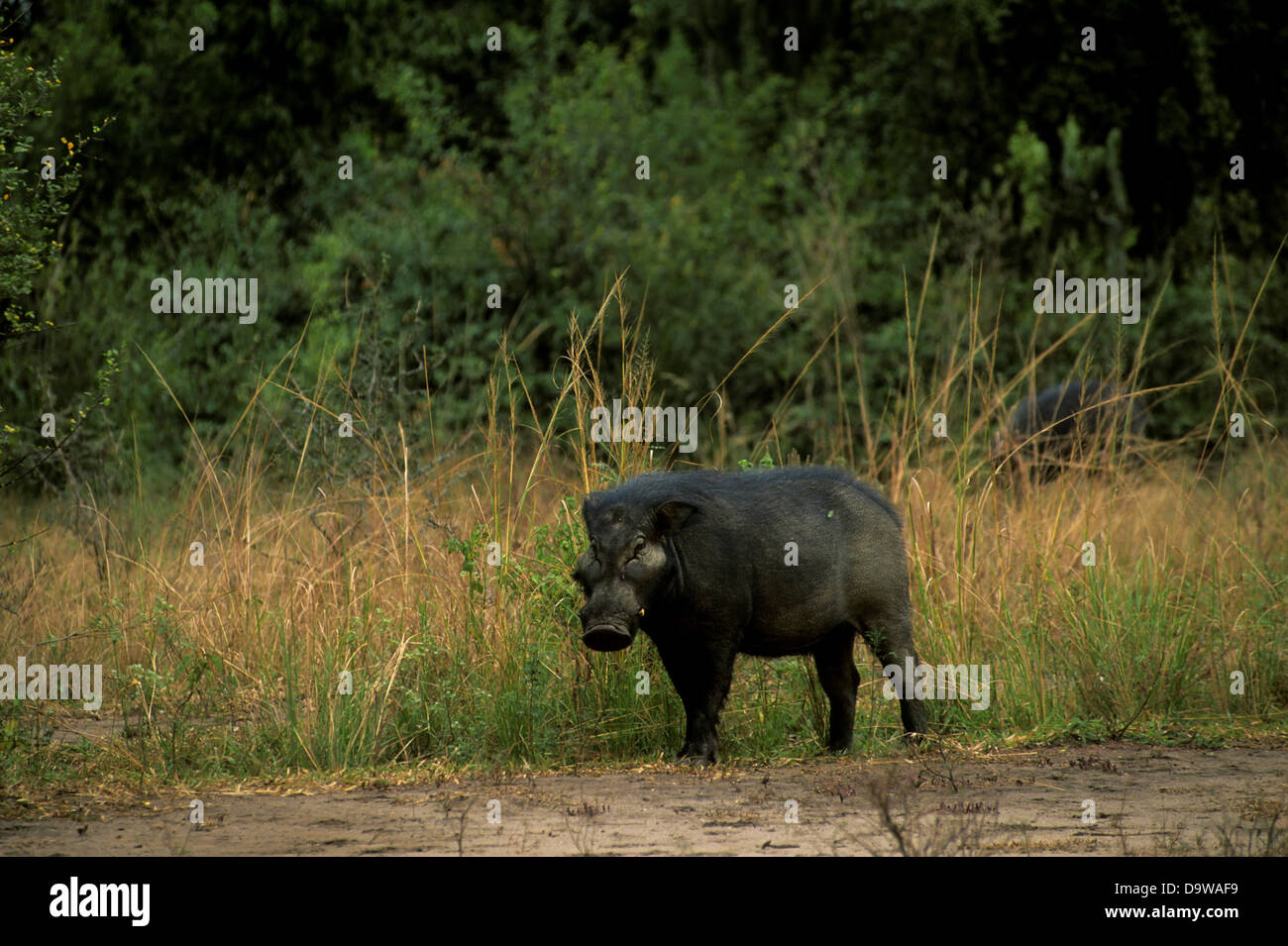 Male giant forest hog hi-res stock photography and images - Alamy