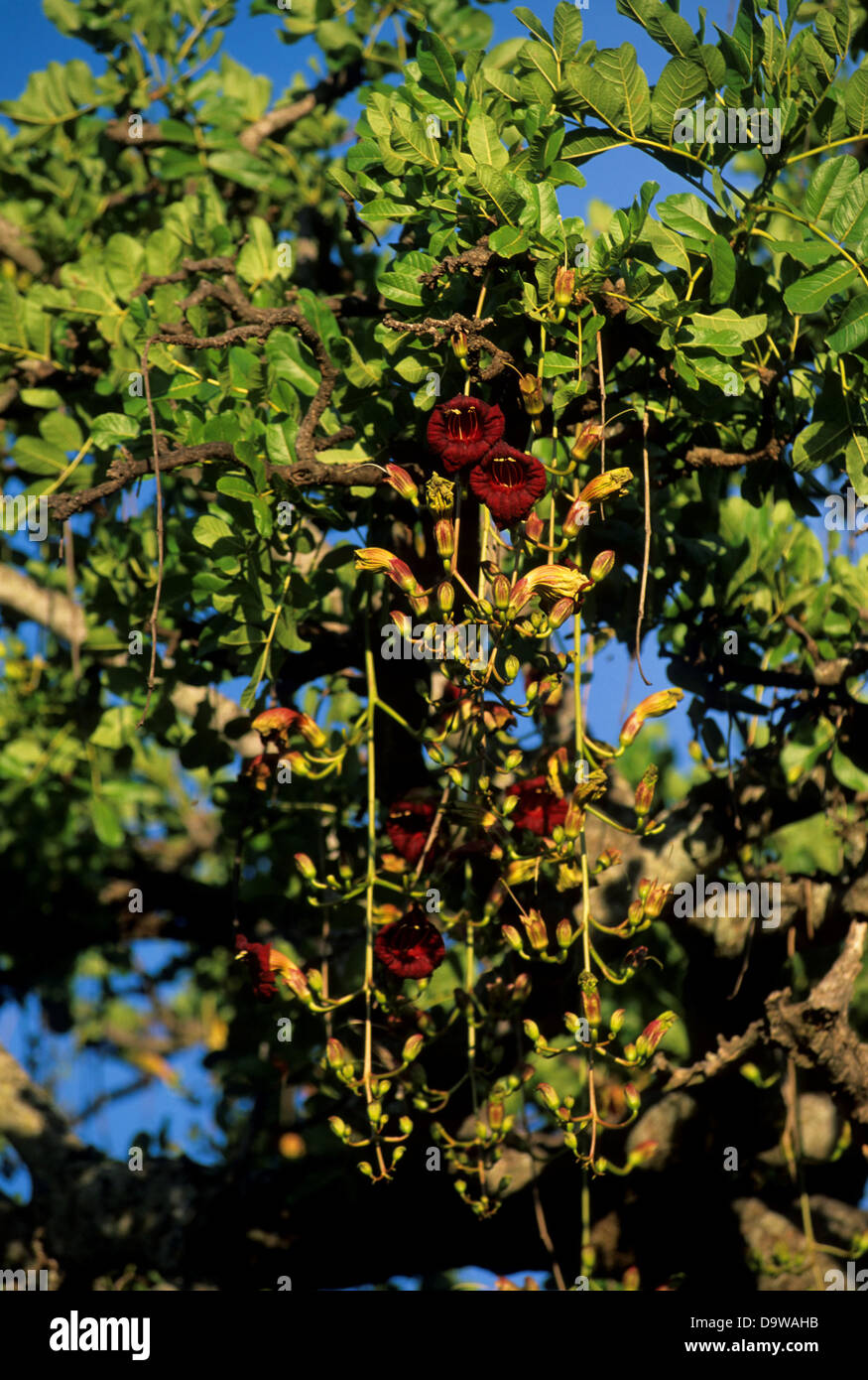 Kenya, Masai Mara, Flowering Sausage Tree Stock Photo - Alamy