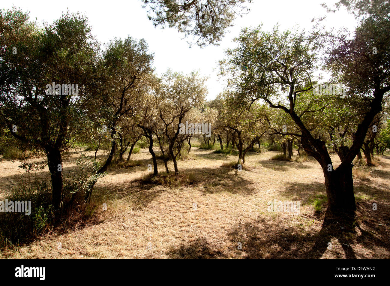 The olive trees Monastery Saint Paul de Mausole Saint Remy de Provence ...