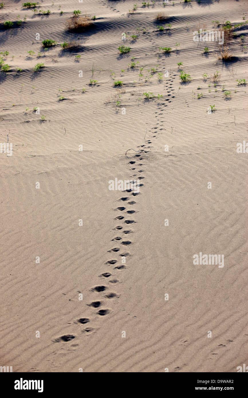 Tracks in the sand Stock Photo - Alamy