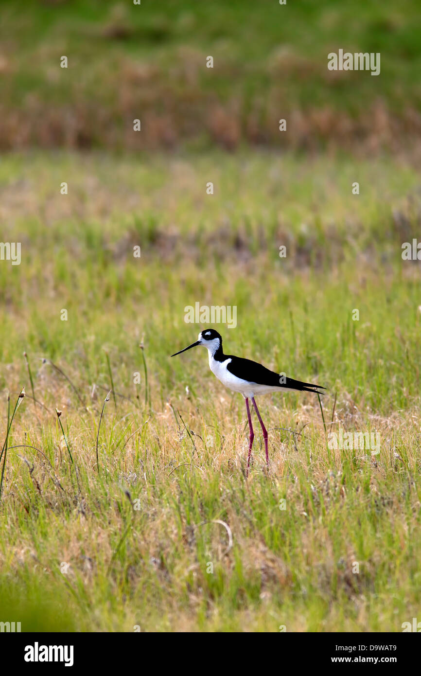 Small cute black necked stilt Stock Photo - Alamy