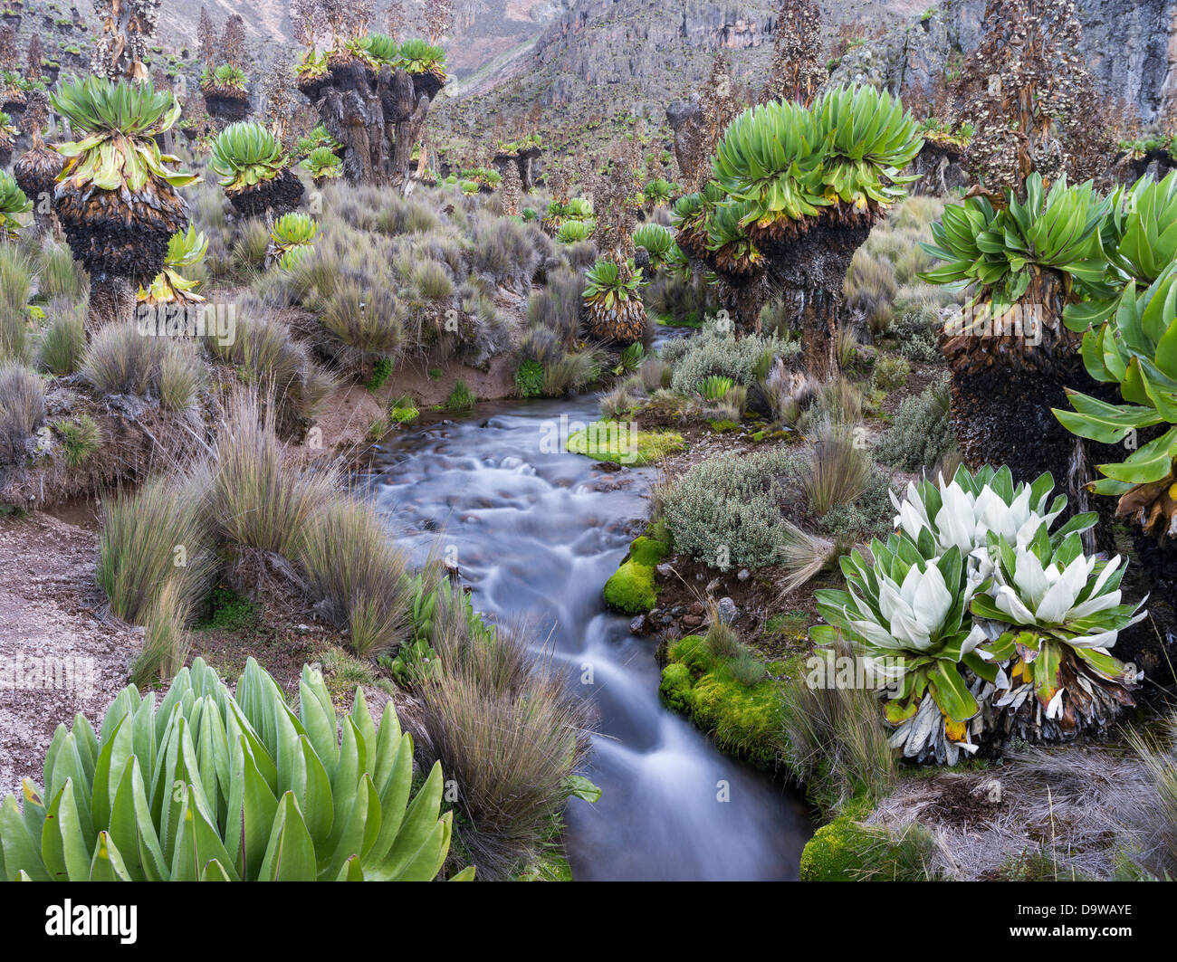 Giant groundsel dendrosenecio keniodendron hi-res stock photography and ...
