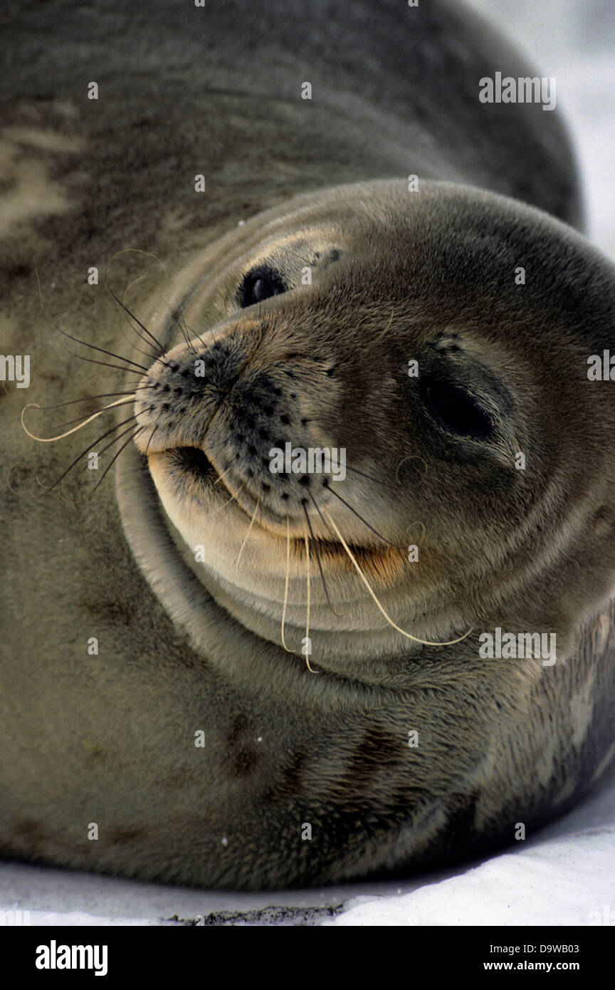 Antarctica, South Shetland Is King George Island, Lion'S Rump, Weddell ...