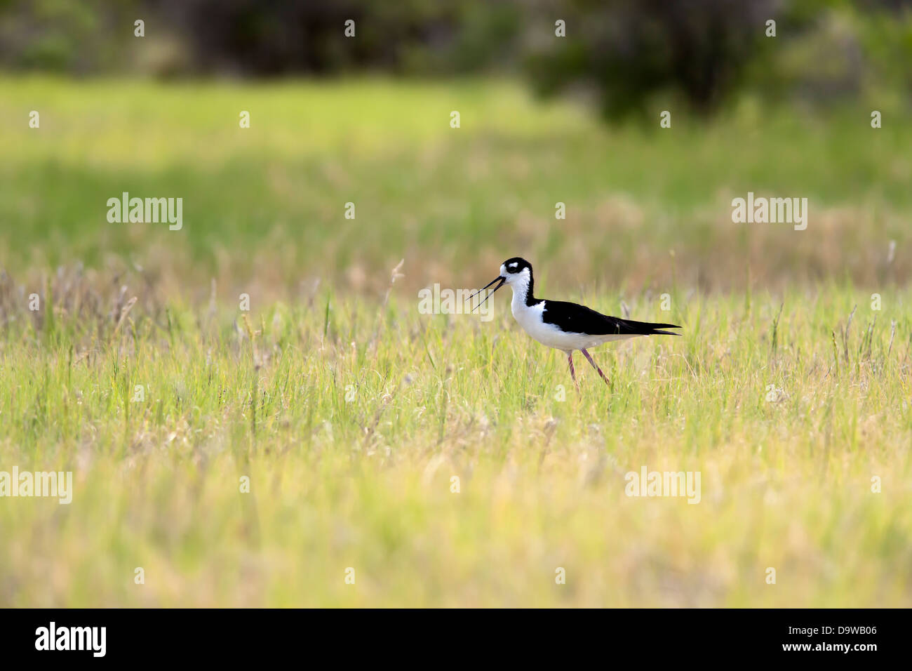 Cute black necked stilt Stock Photo - Alamy