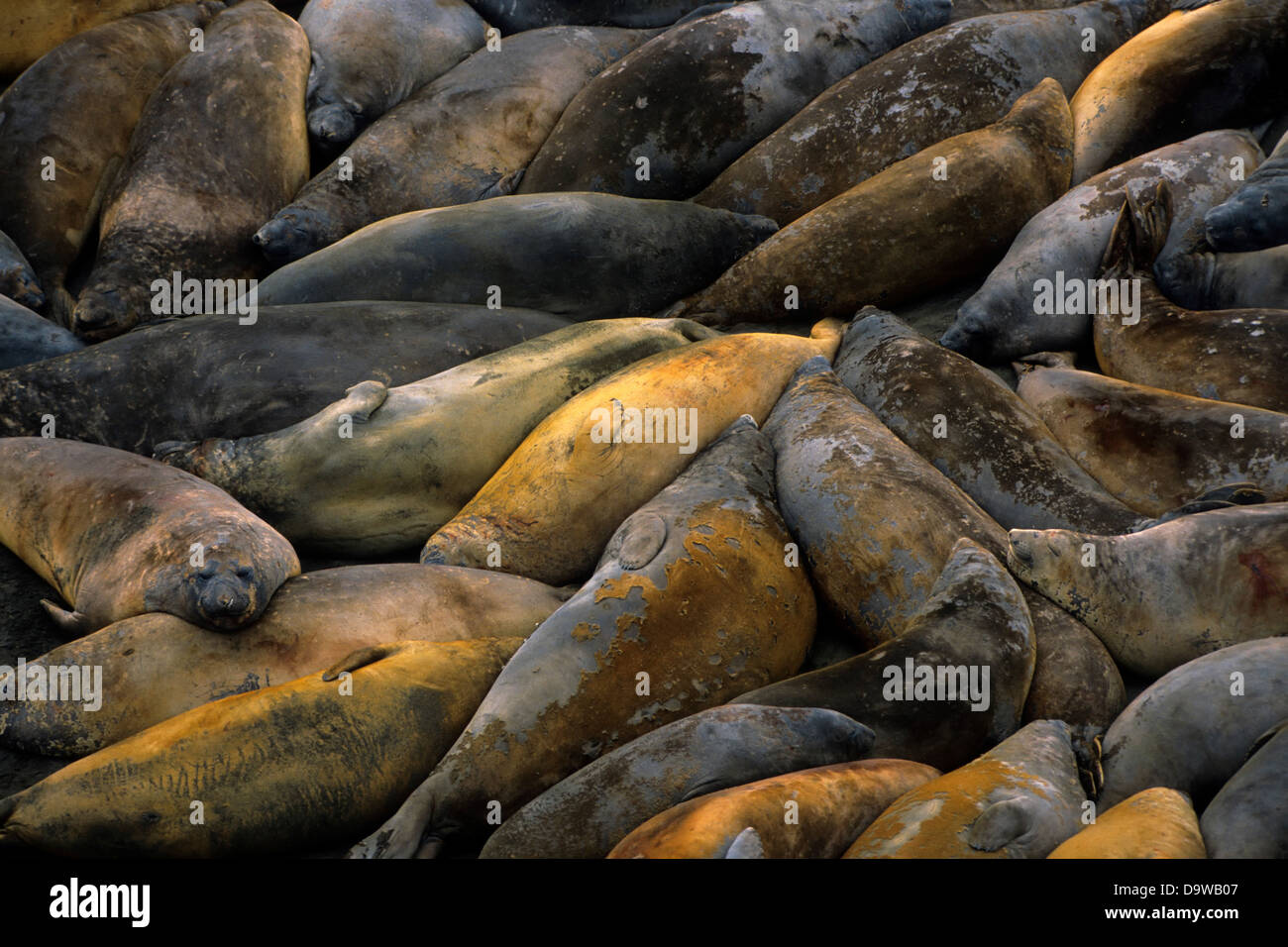 Antarctica, South Shetland Is King George Island, Lion'S Rump, Elephant ...