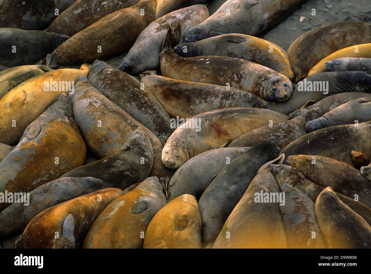 Antarctica, South Shetland Is King George Island, Lion'S Rump, Elephant ...