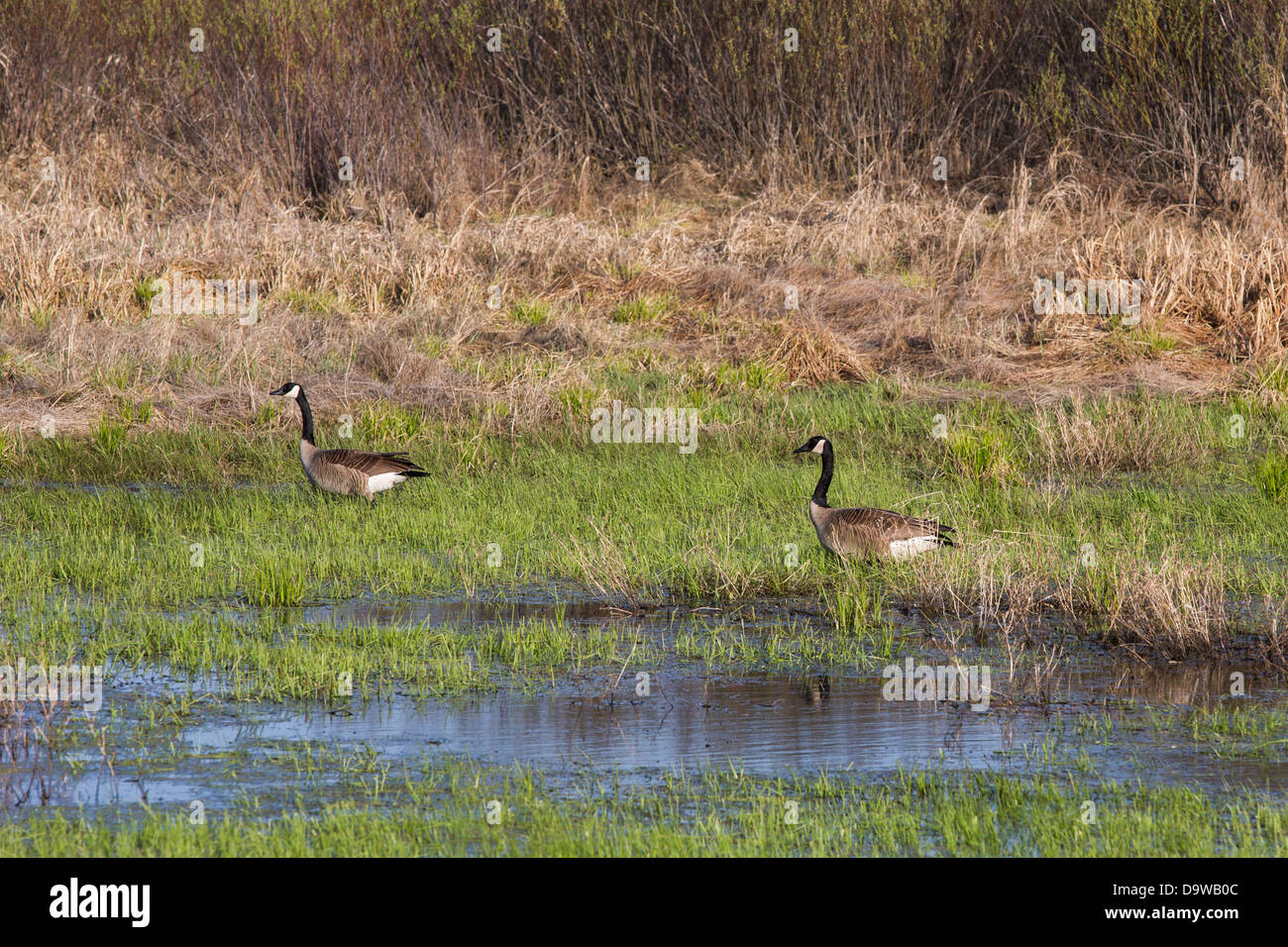 Marsh with canada geese hi-res stock photography and images - Alamy