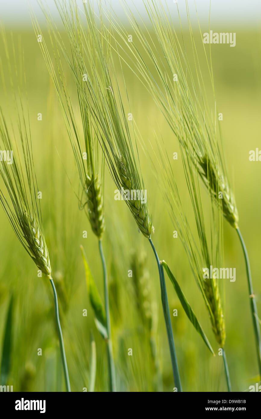 detail of Organic Green spring grains with shallow focus Stock Photo ...