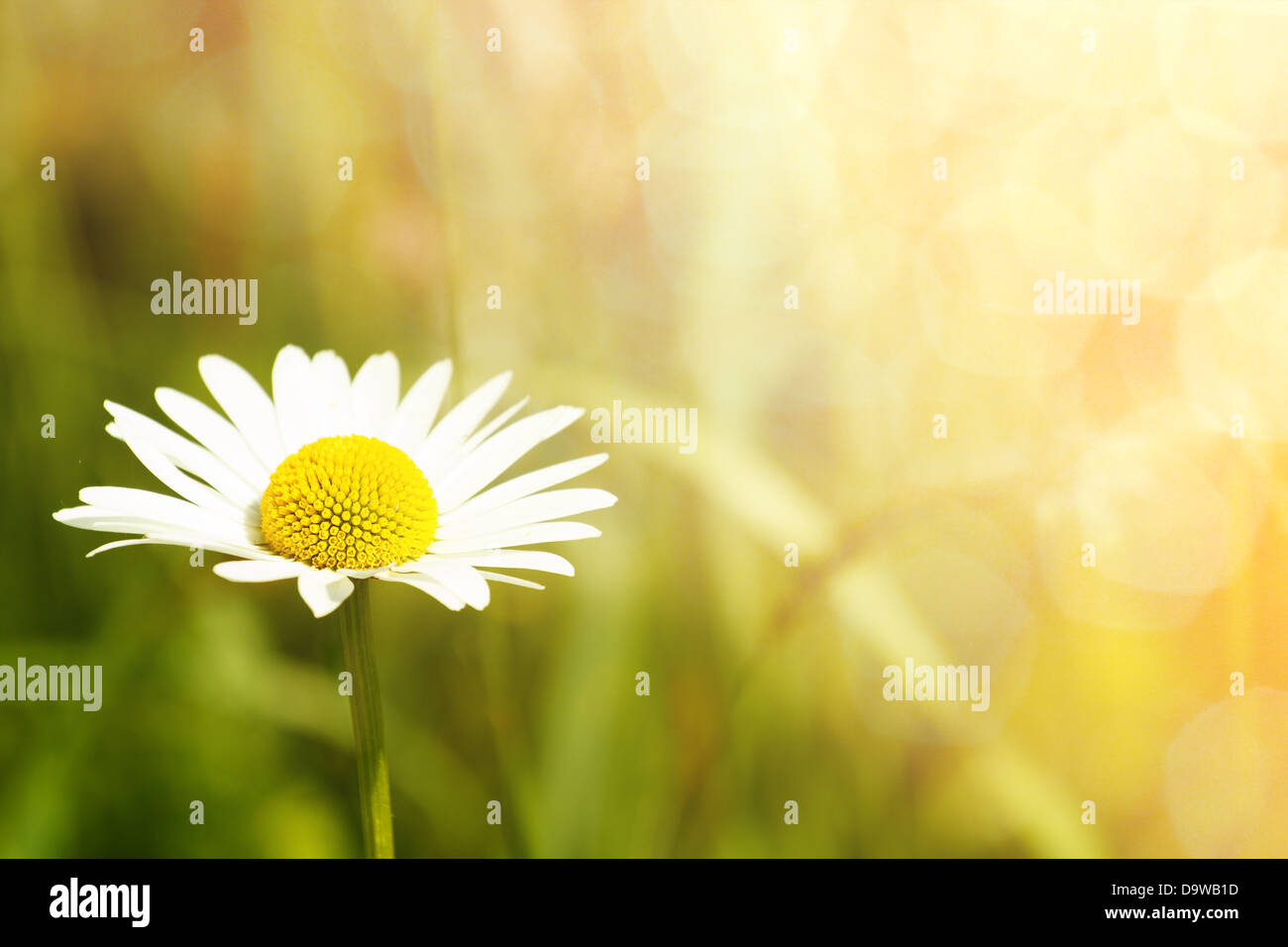 detail of daisy flower field with shallow focus Stock Photo - Alamy