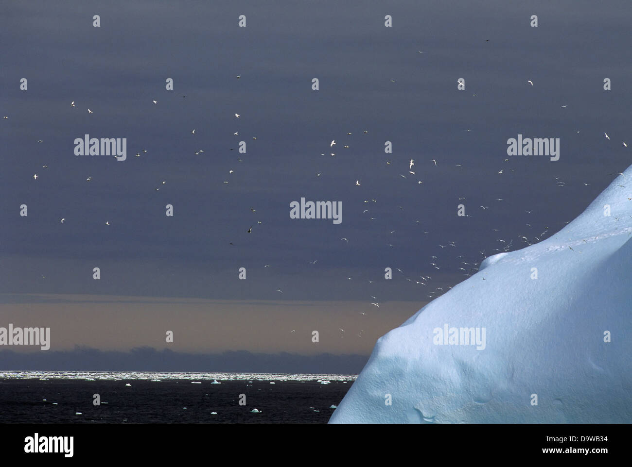 Adelaide island antarctica hi-res stock photography and images - Alamy