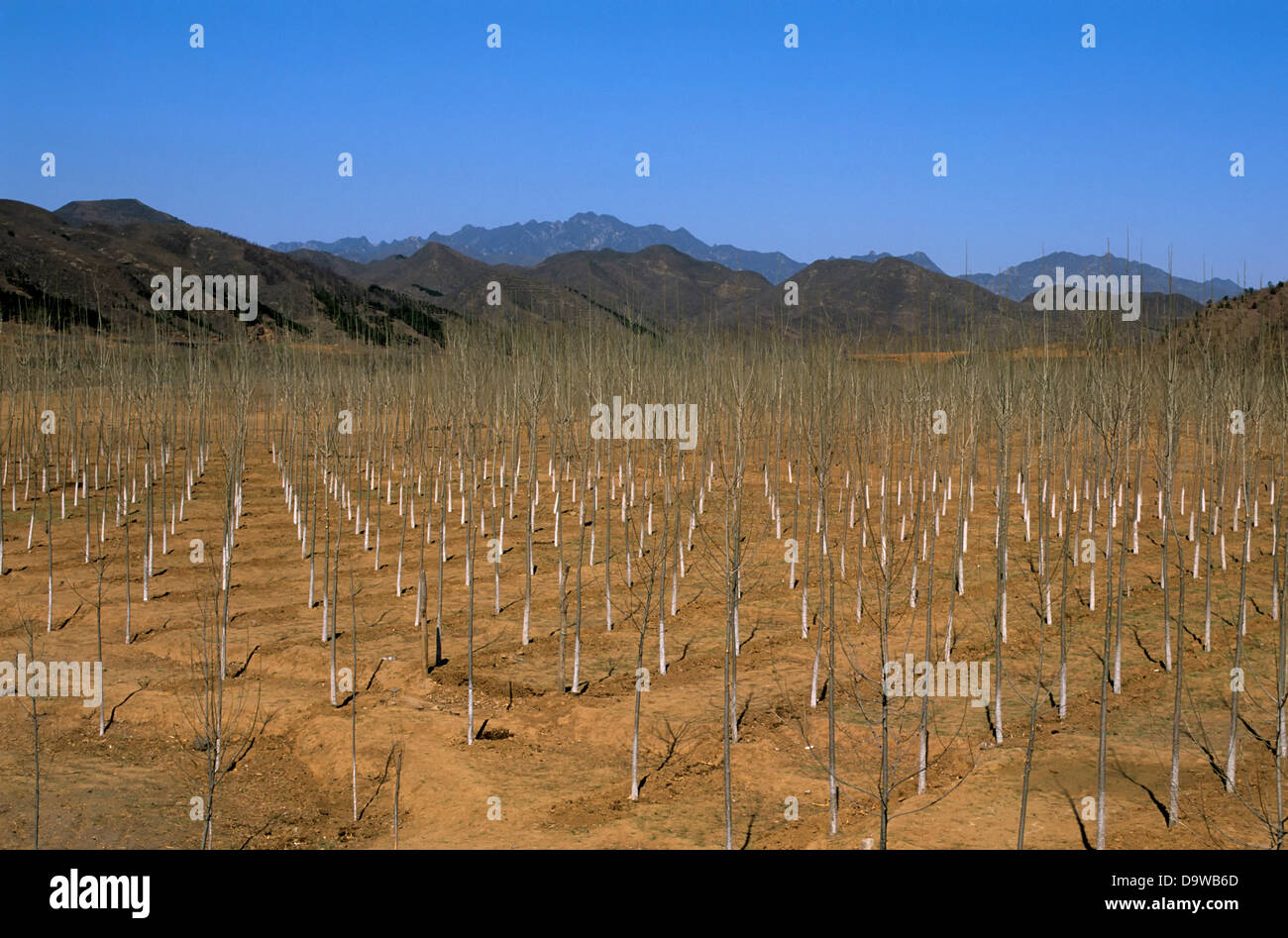 China, Near Beijing, Tree Nursery Stock Photo - Alamy