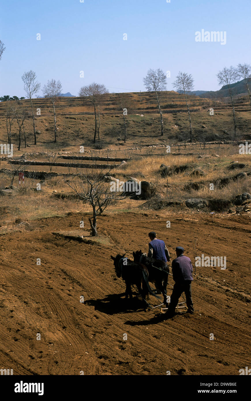 China, Near Beijing, Farmers Working In Field With Donkeys Stock Photo ...