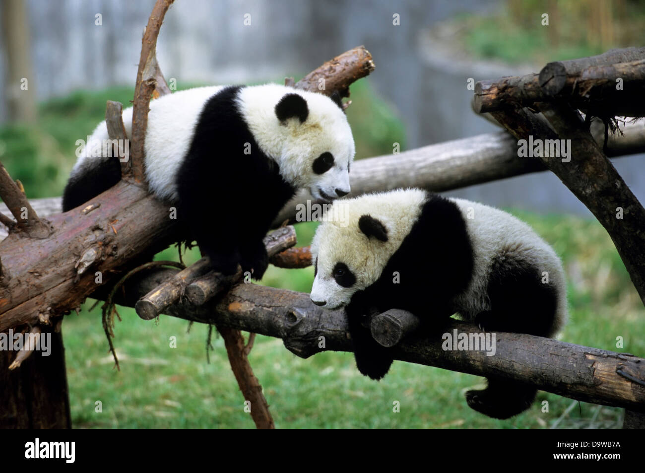 Baby pandas reserve hi-res stock photography and images - Alamy