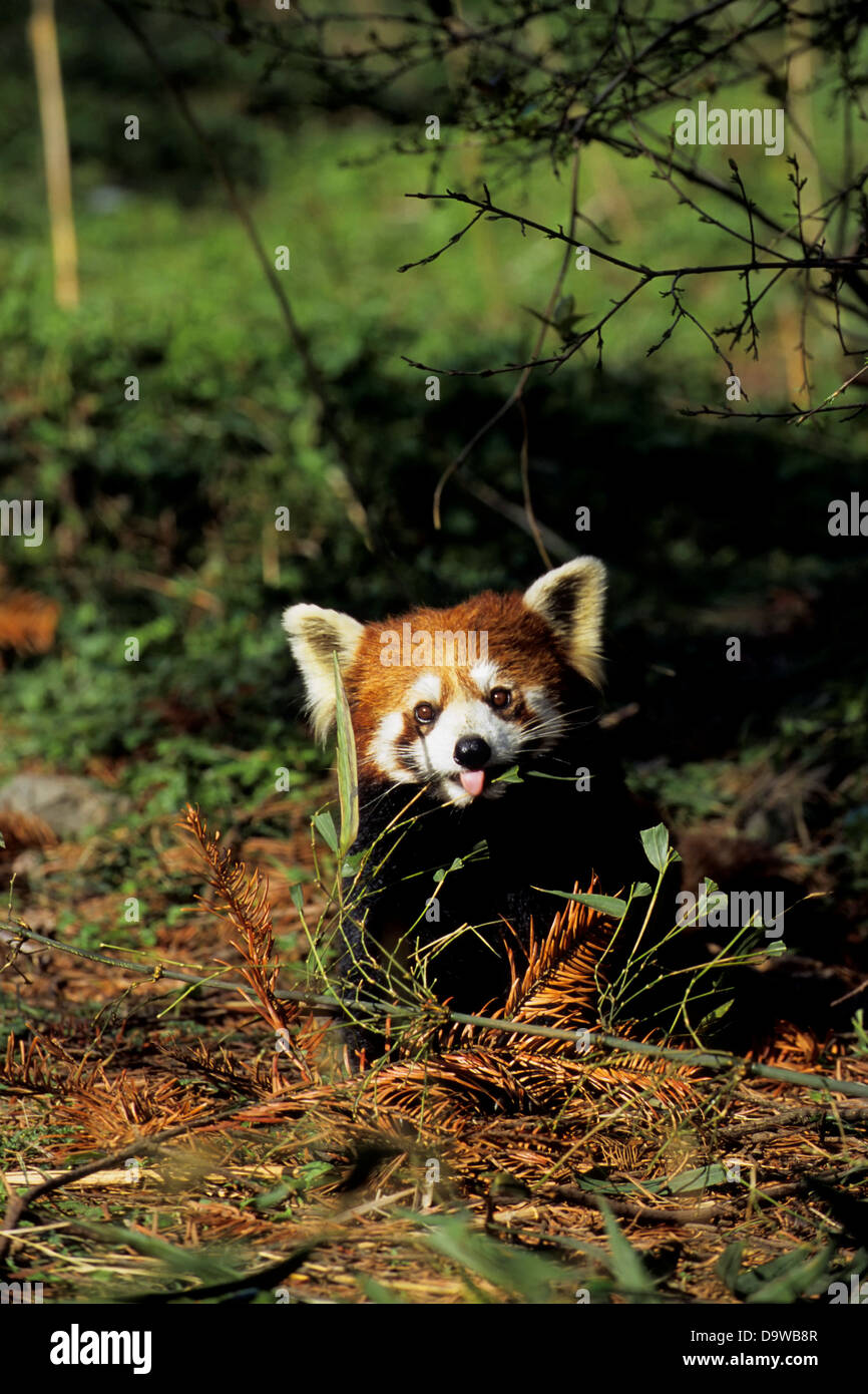 Panda china wolong panda center hi-res stock photography and images - Alamy