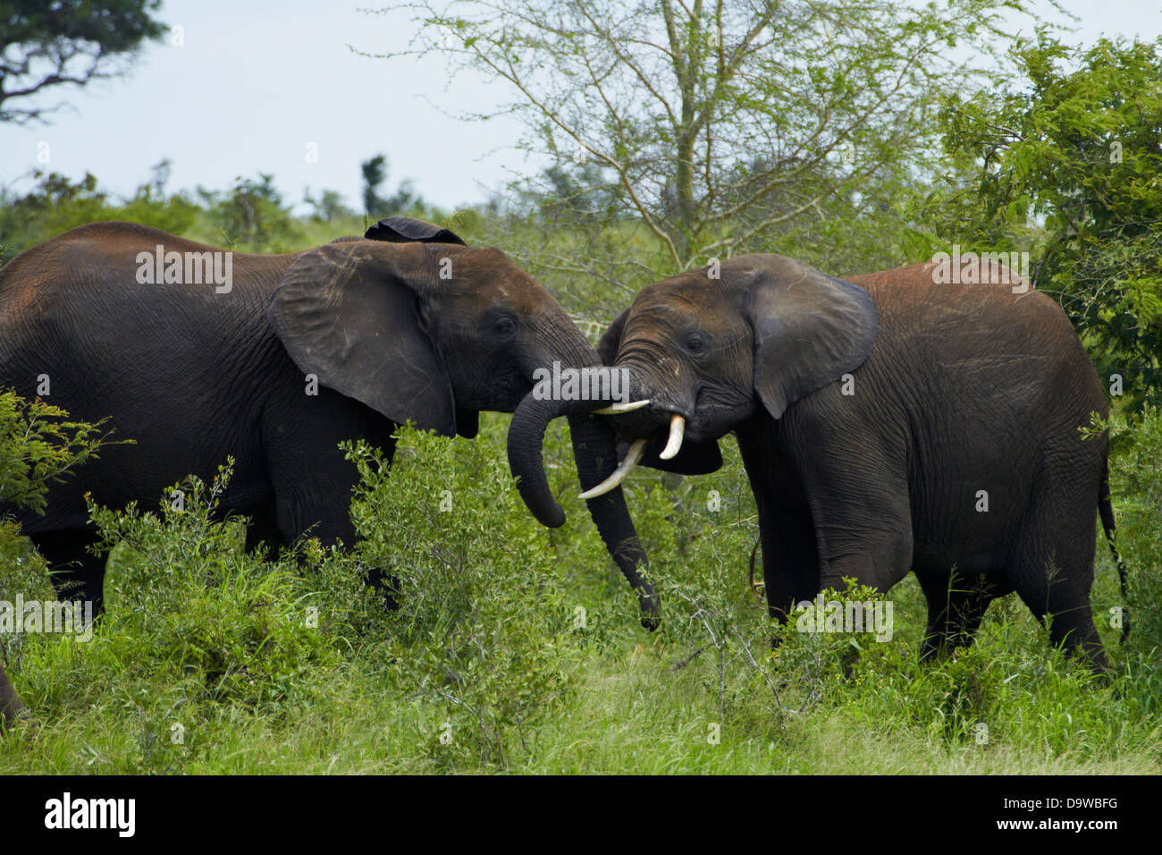 Elephants fighting hi-res stock photography and images - Alamy