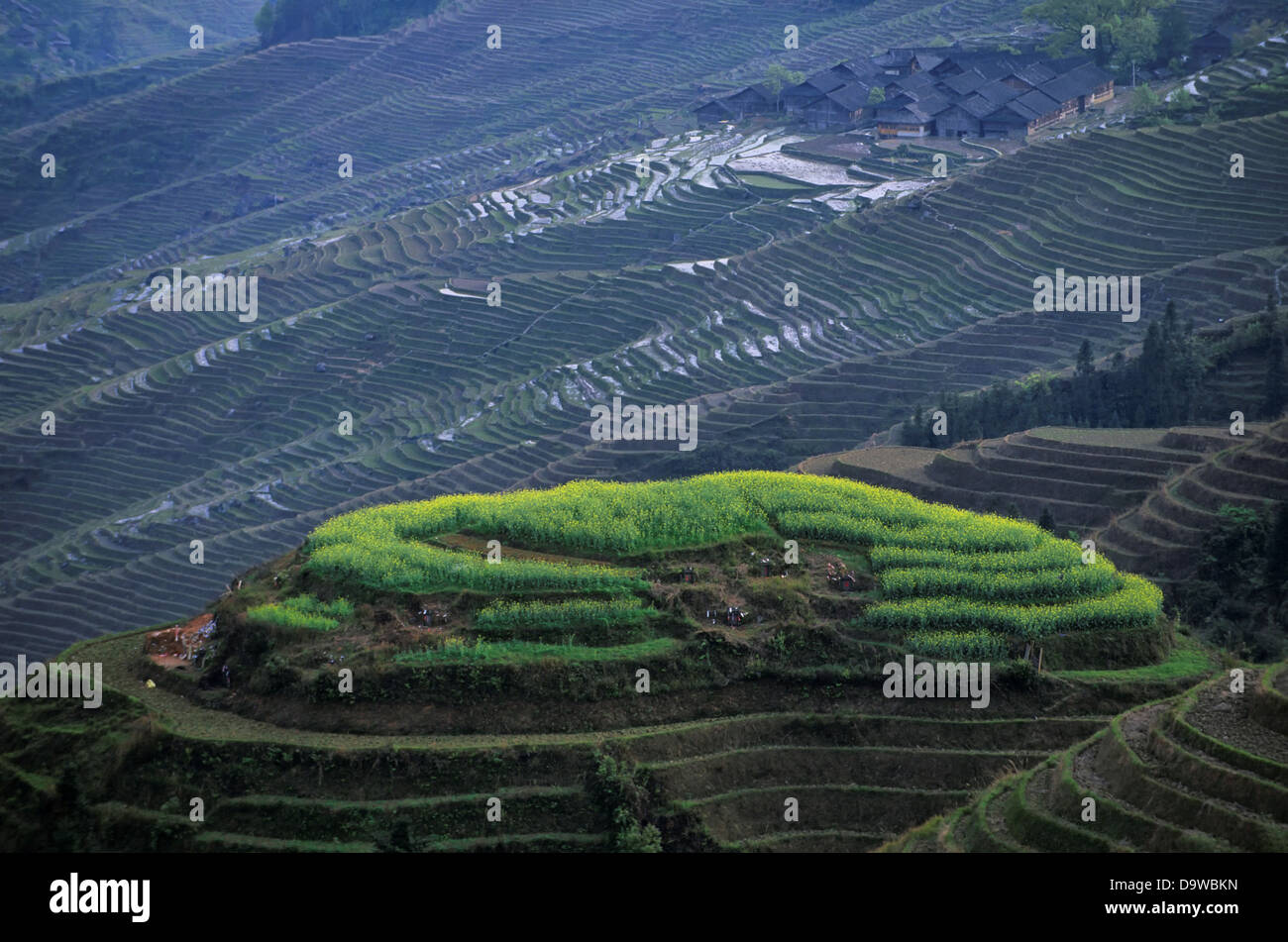 China, Guangxi Province, Near Guilin, Longji Area, Terraced Fields ...