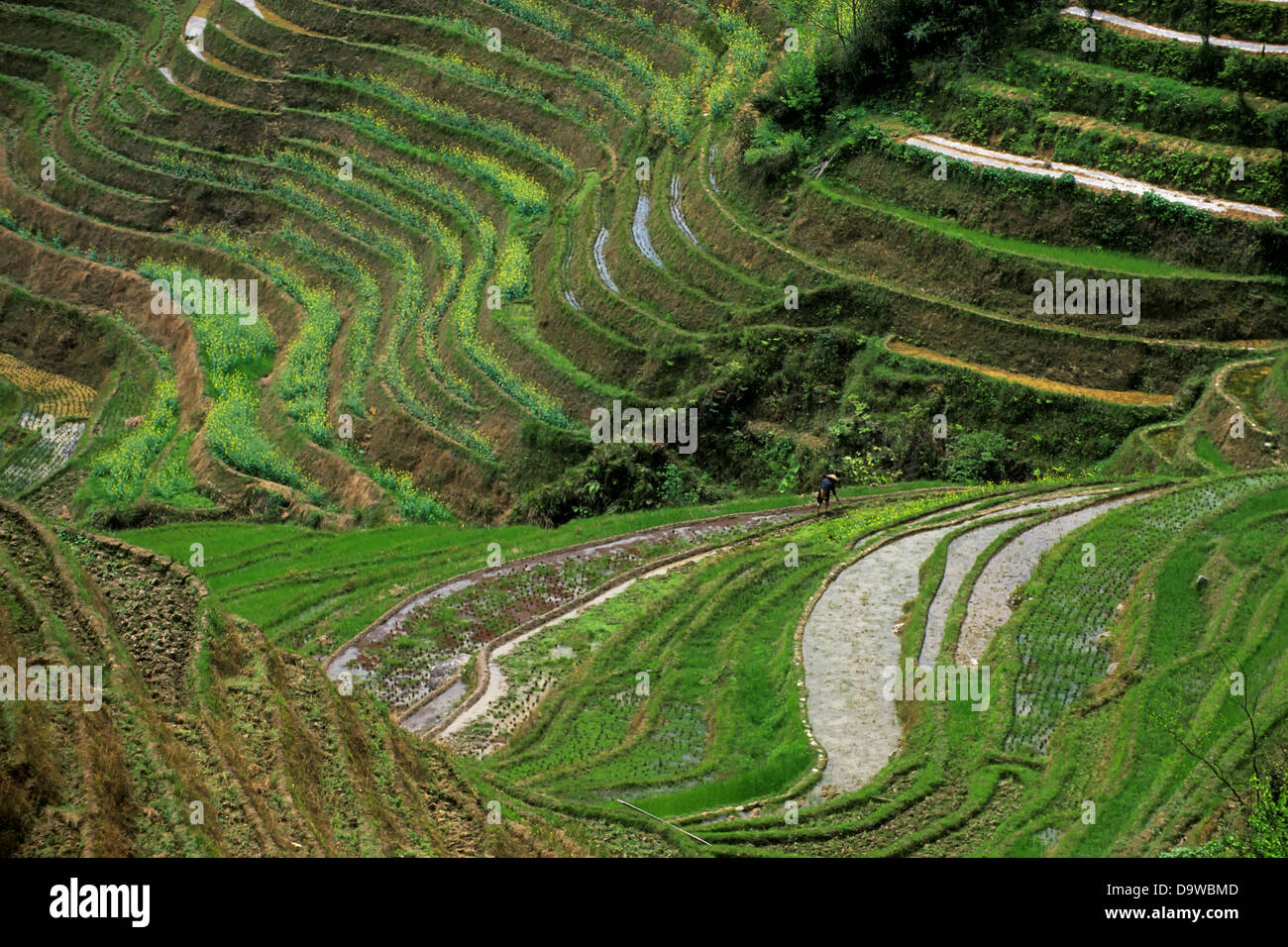 China, Guangxi Province, Near Guilin, Longji Area, Terraced Fields ...