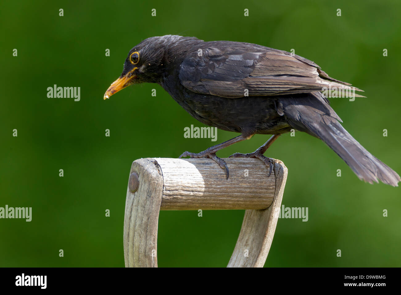 Blackbird Turdus merula (Turdidae Stock Photo - Alamy