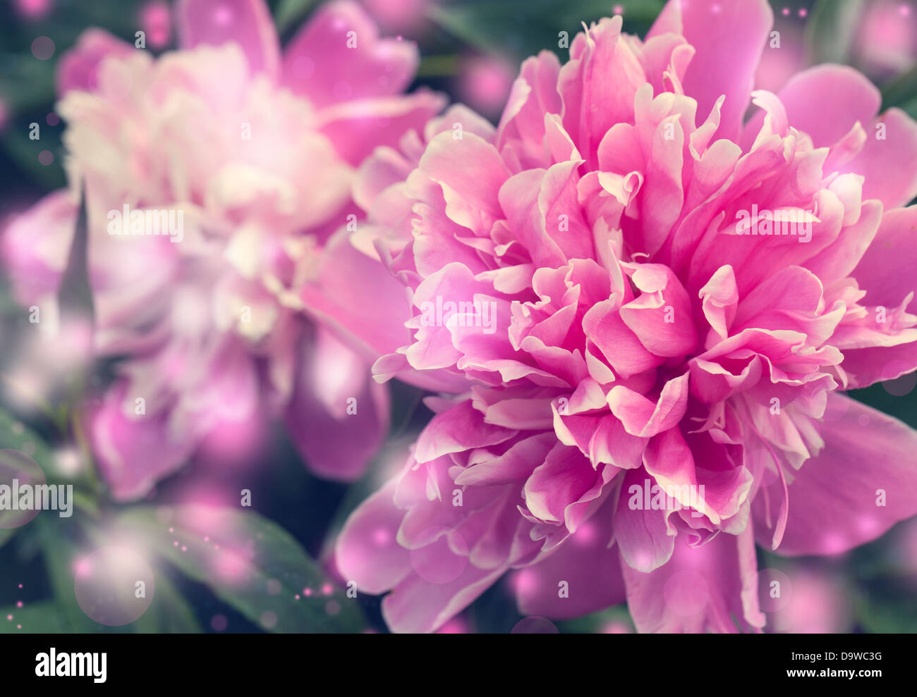 Peony flower for your greeting card Stock Photo - Alamy