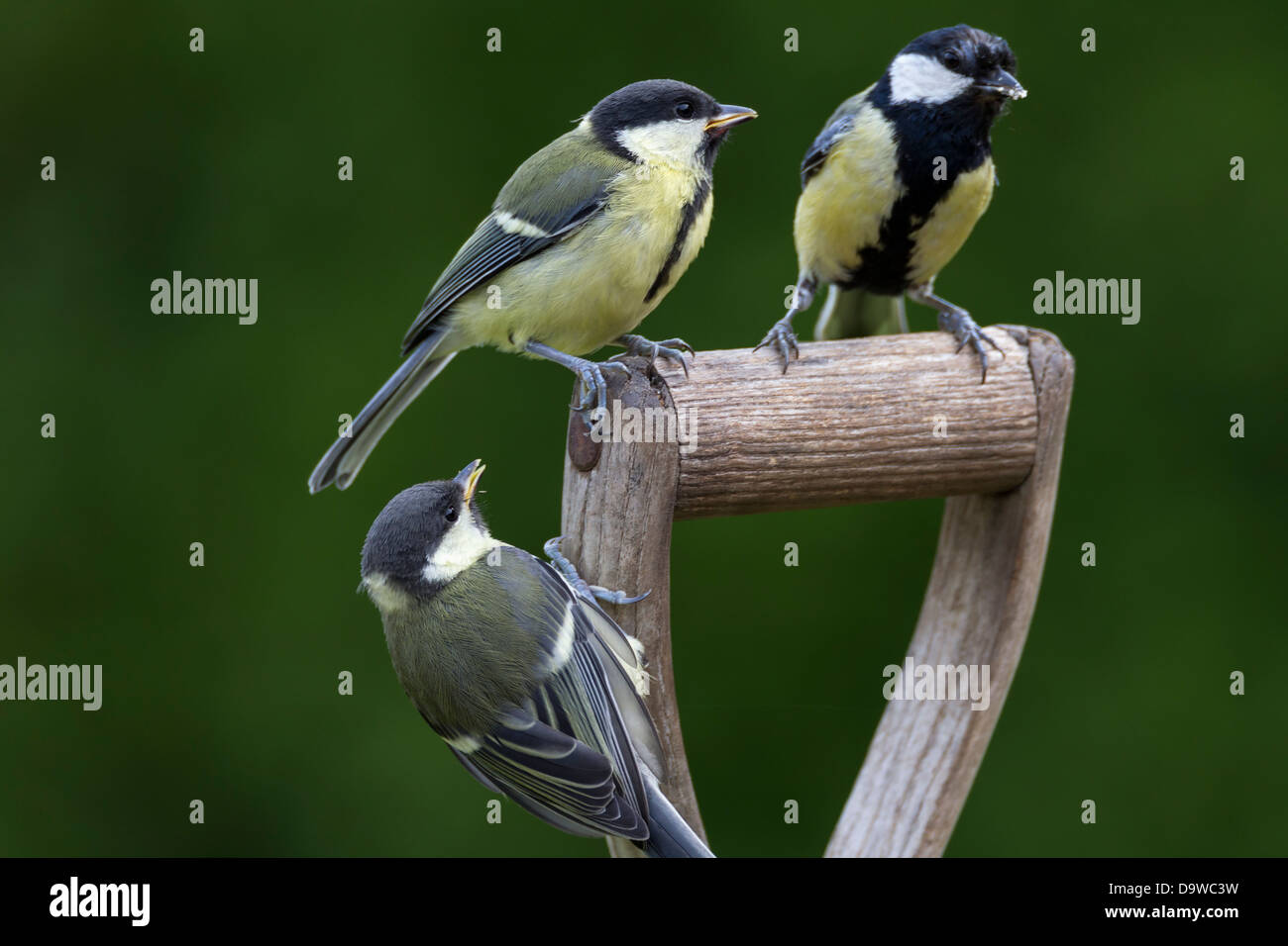 Great Tit Parus major (Paridae Stock Photo - Alamy