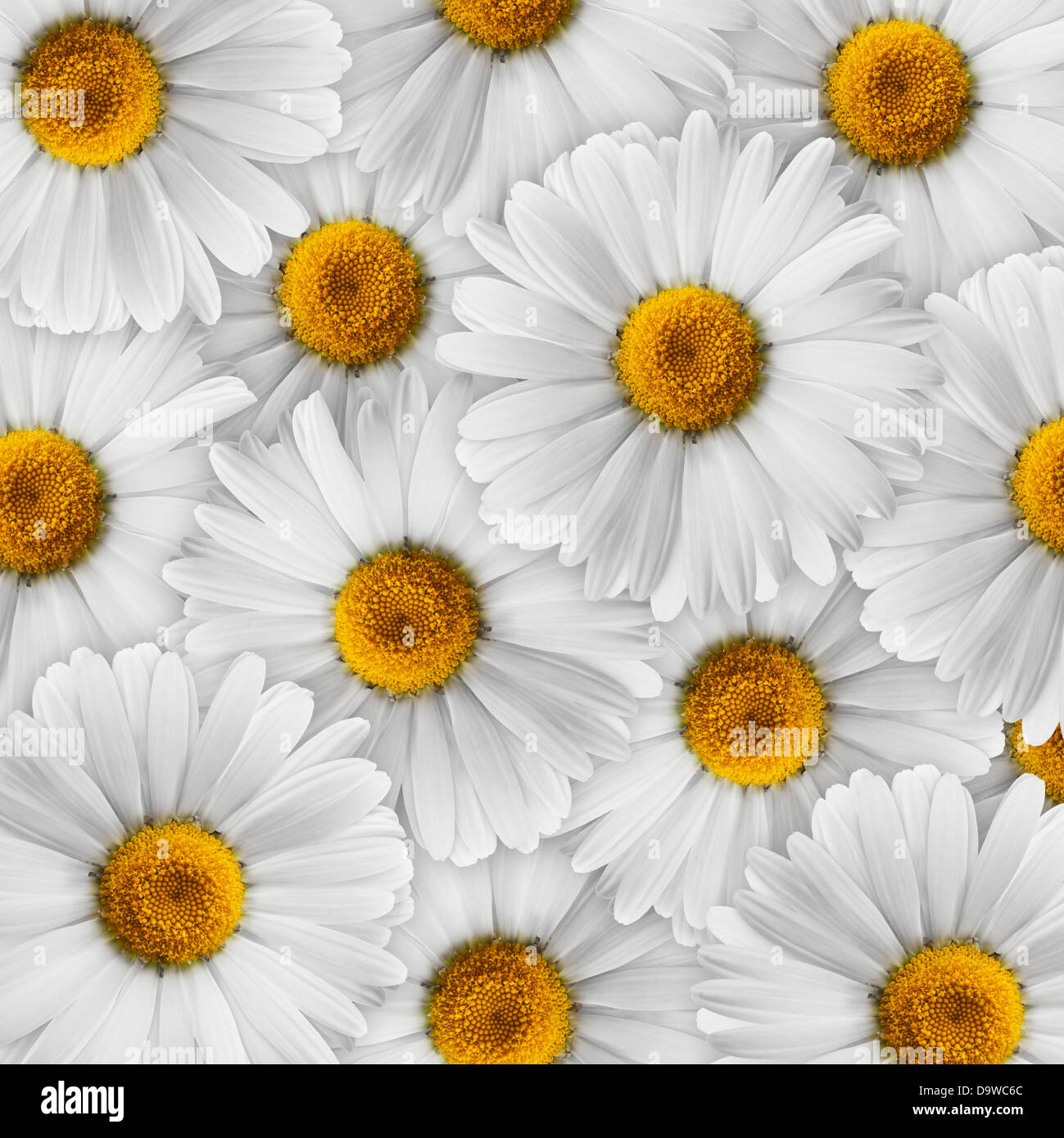 Daisy flower texture for you design Stock Photo - Alamy