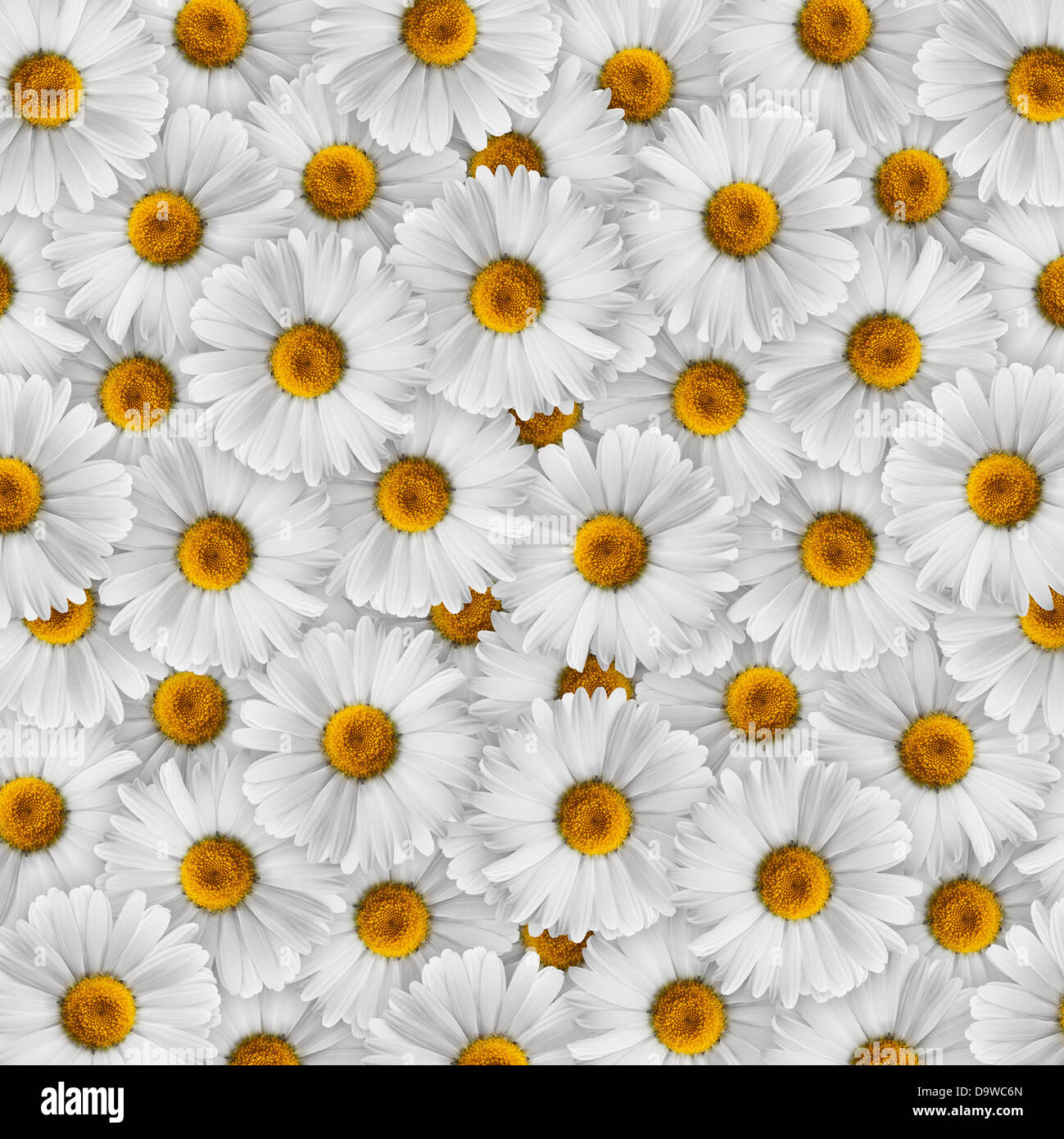 Daisy mass hi-res stock photography and images - Alamy