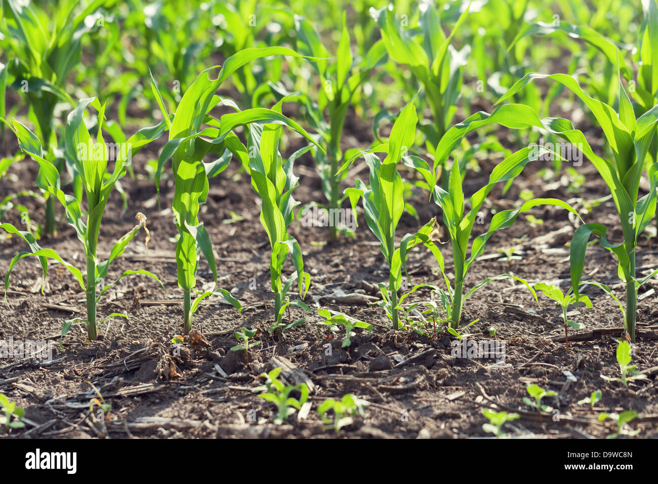 Young corn plants hi-res stock photography and images - Alamy