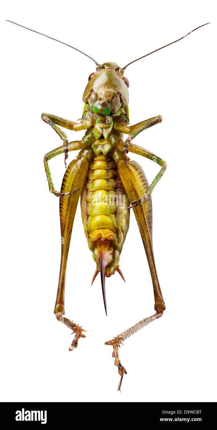 Grasshopper in front of white background. Clipping Path Stock Photo - Alamy
