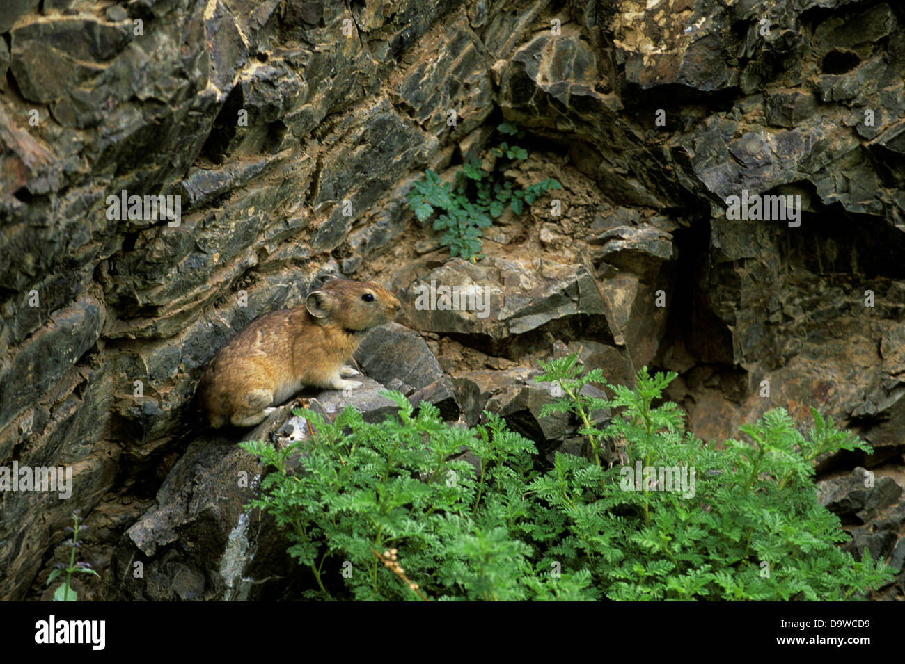 Daurian pika hi-res stock photography and images - Alamy
