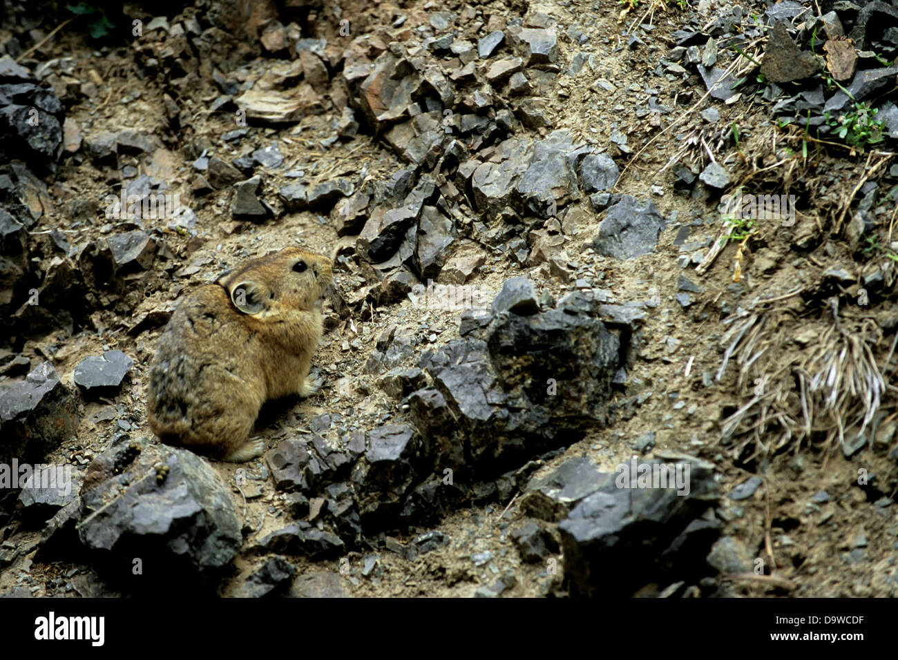 Mongolia, Gobi Desert, Near Dalanzadgad, Yolyn Am Valley, Daurian Pika ...
