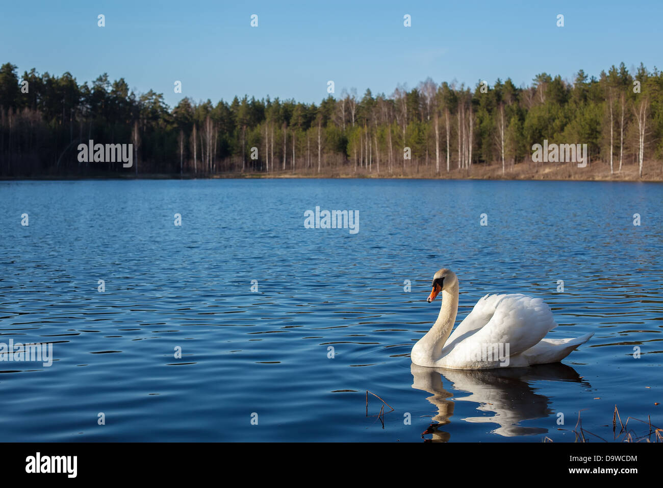 white swan in blue water Stock Photo - Alamy