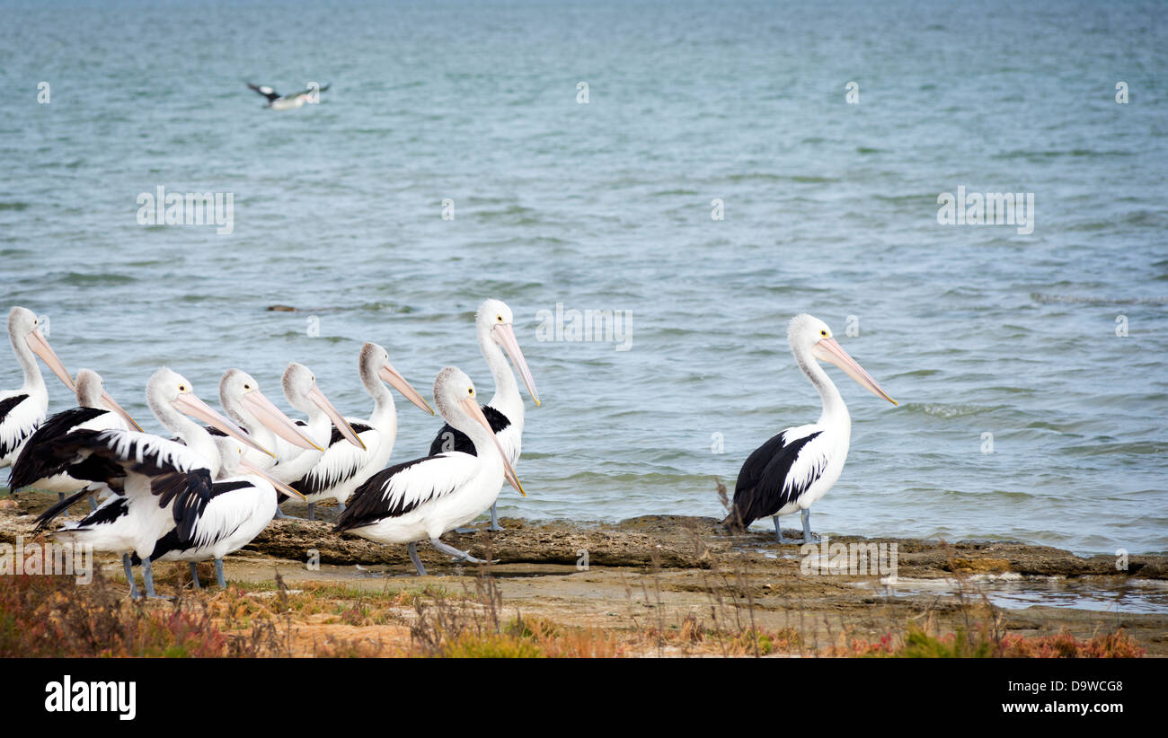 Coorong birds hi-res stock photography and images - Alamy