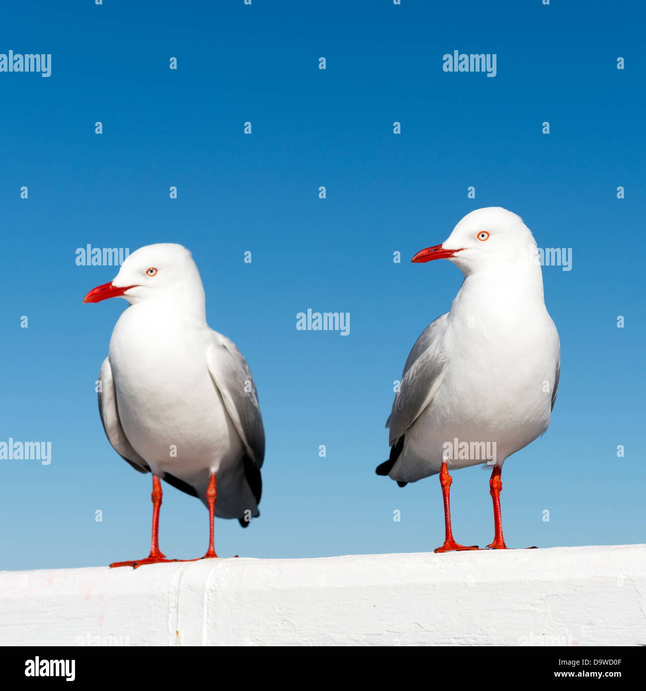 Two seagulls sitting on a white railing at the ocean Stock Photo - Alamy