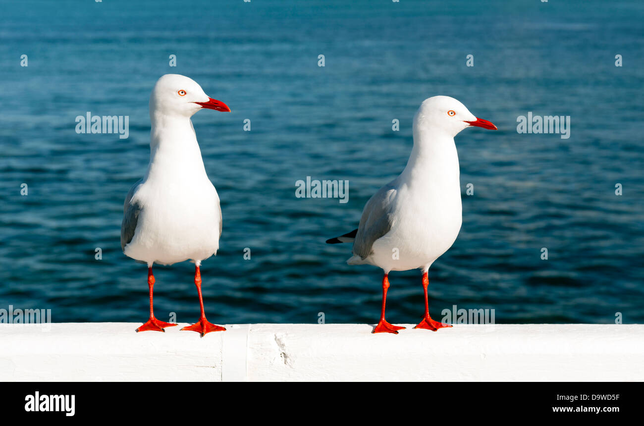Two seagulls sitting on a white railing at the ocean Stock Photo - Alamy