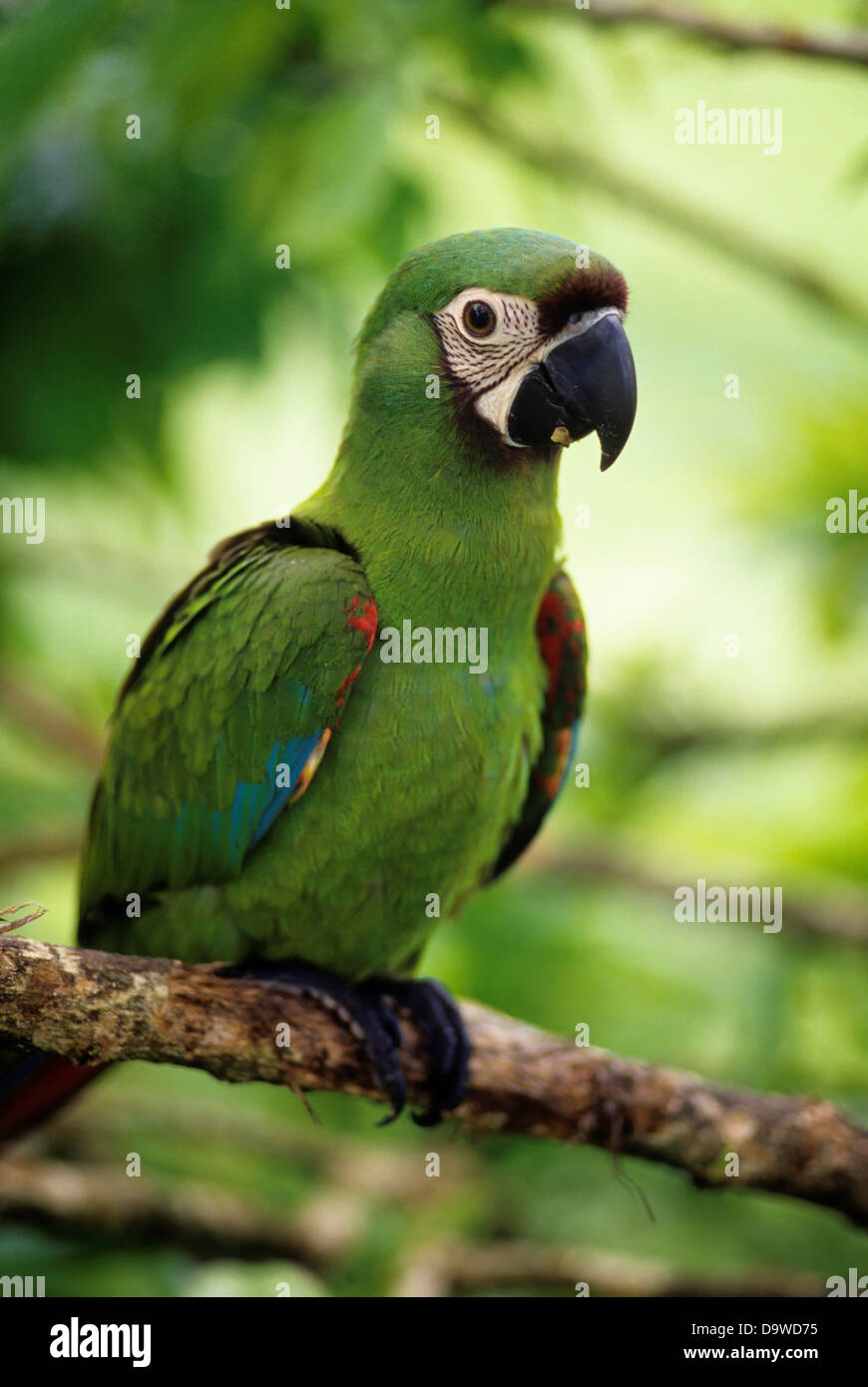Ecuador, Amazon Basin, Rio Napo, Near Coca, Chestnut Fronted Macaw ...