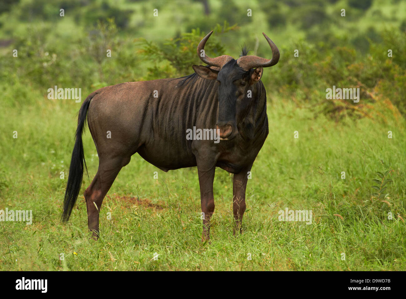 Blue wildebeest (Connochaetes taurinus), Kruger National Park, South ...