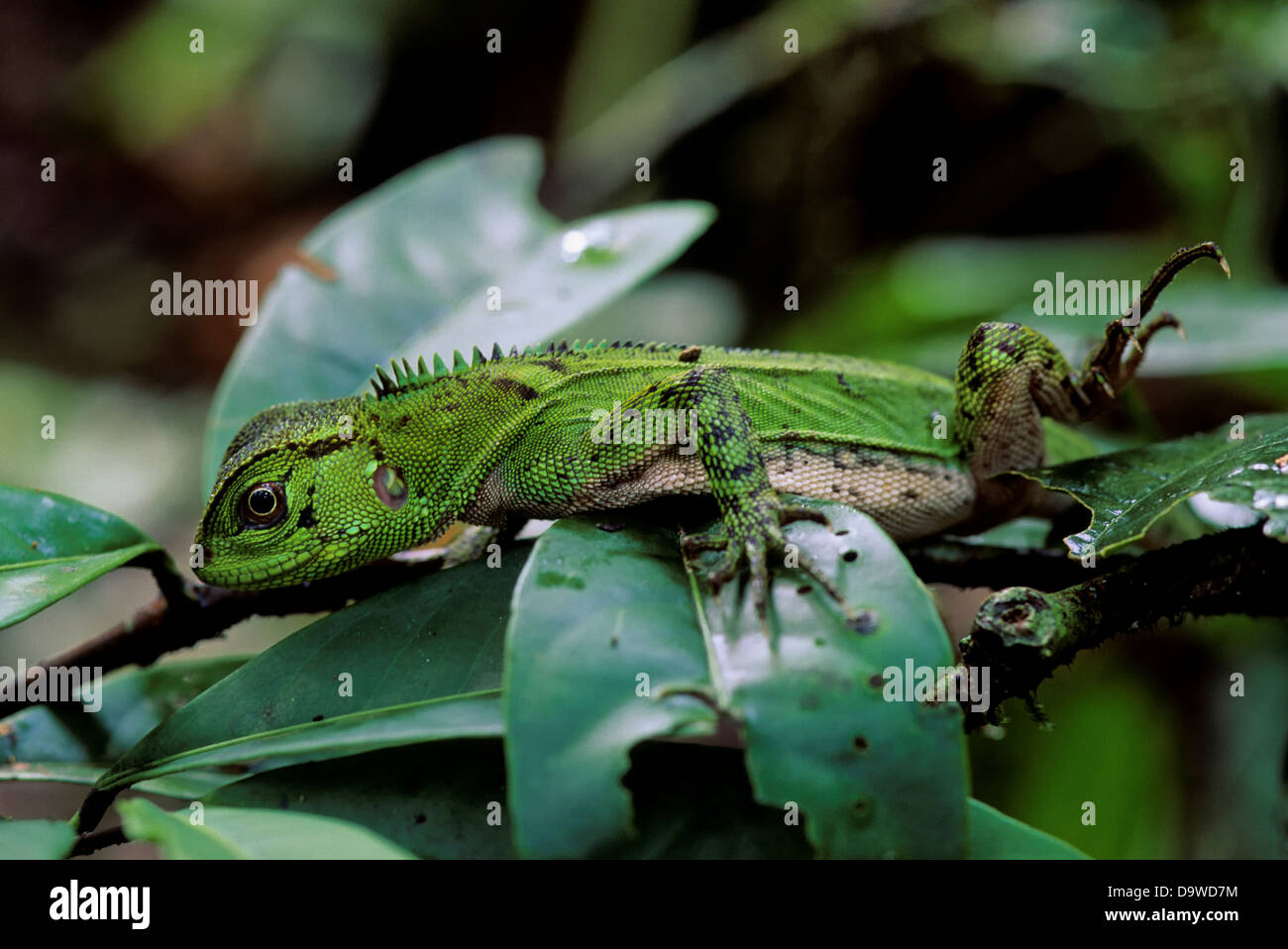 Ecuador,Amazon Rainforest, Rio Napo, Near Coca, Iguana-Like Lizard ...
