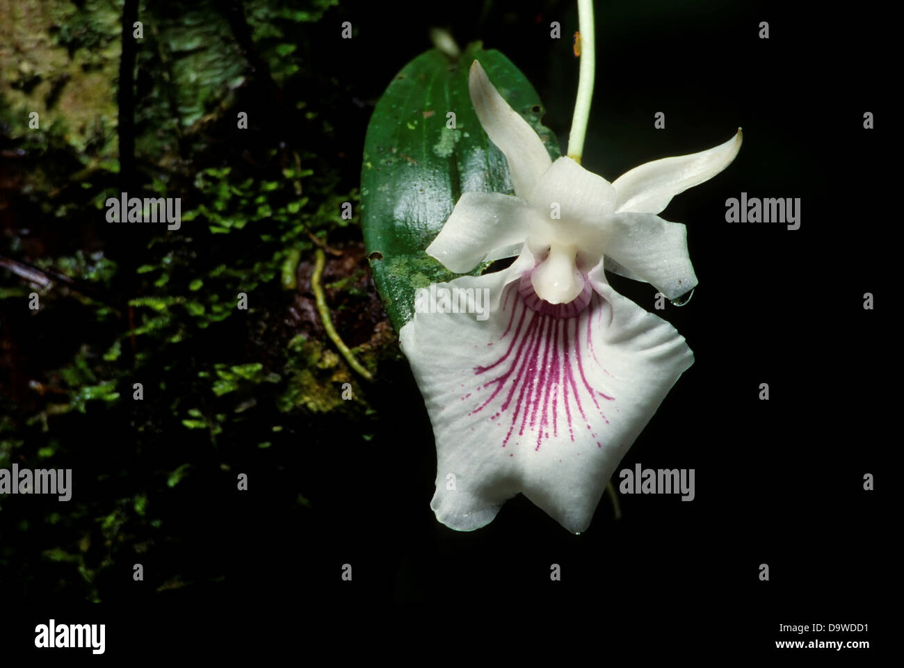 Amazon rainforest orchid hi-res stock photography and images - Alamy