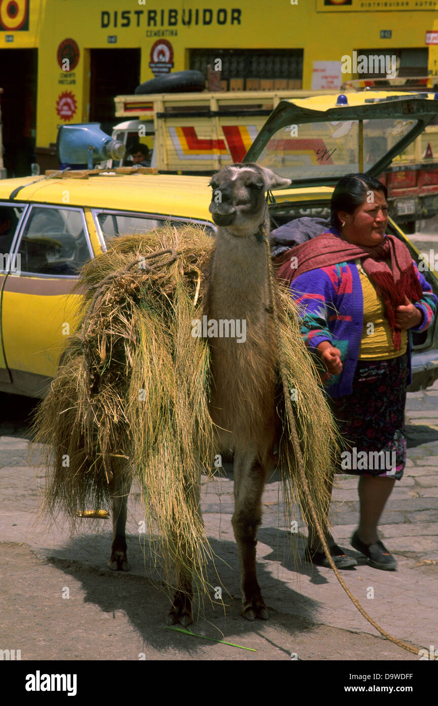 Ecuador, Highlands, Pujili, Local Indian Market, Llama Used For ...
