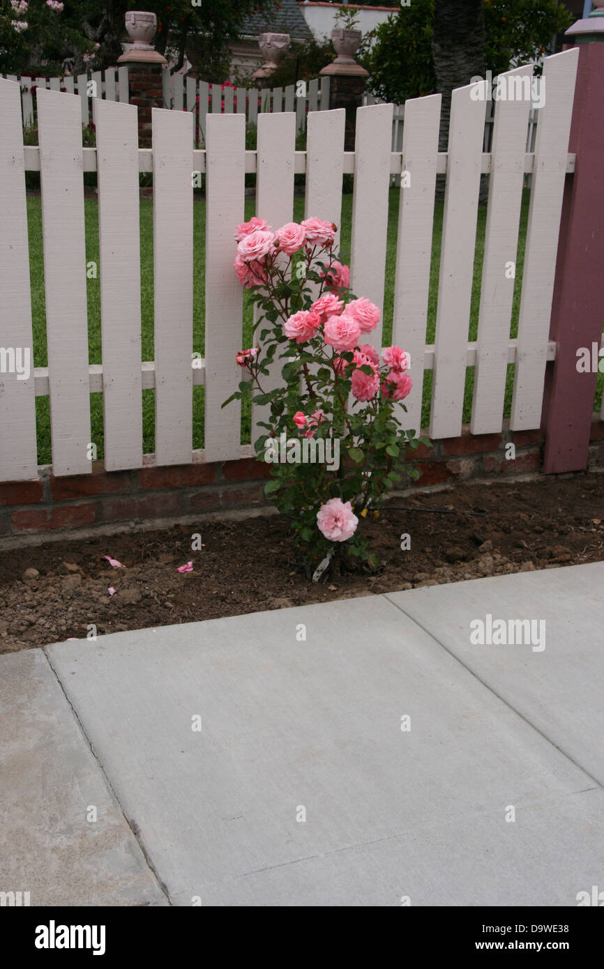 Pink Roses and a Picket Fence Stock Photo - Alamy