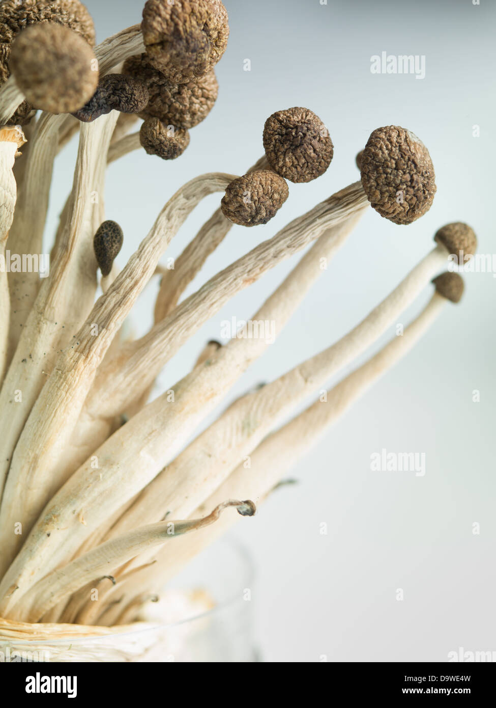 conceptual closeup side view of a sheaf of enoki mushrooms with brown ...