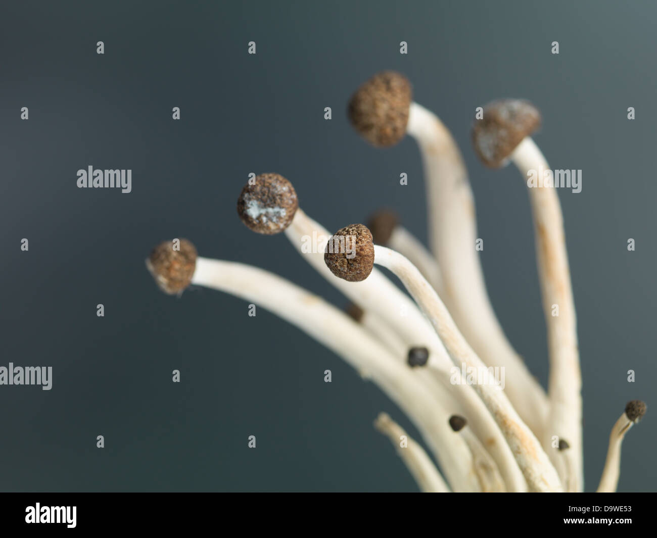 conceptual closeup side view of a sheaf of enoki mushrooms with brown ...